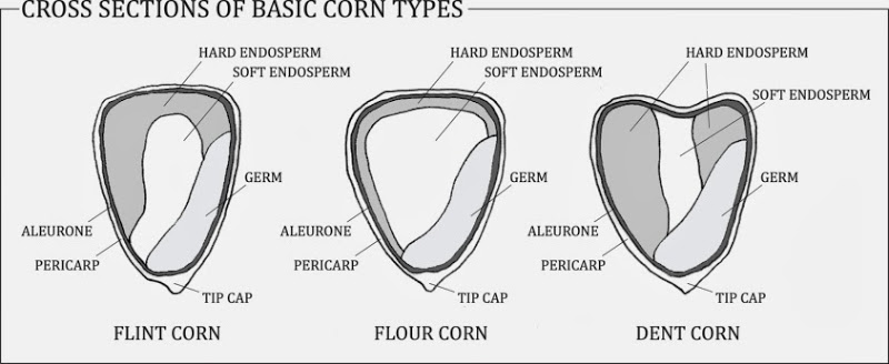 Learning About Corn | Miles Away Farm Blog