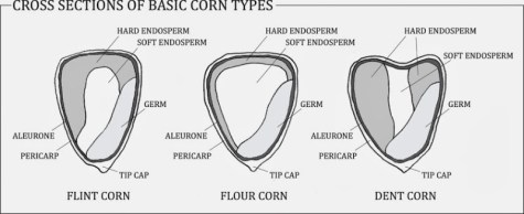 Learning About Corn | Miles Away Farm Blog