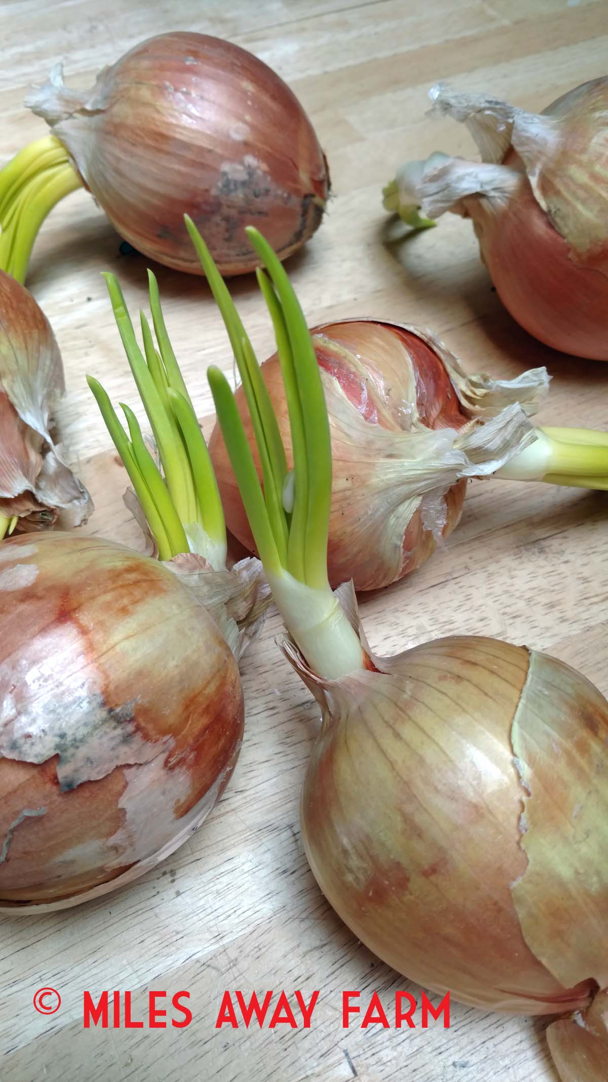 Storage Onion Trials Pt. 1 | Miles Away Farm Blog