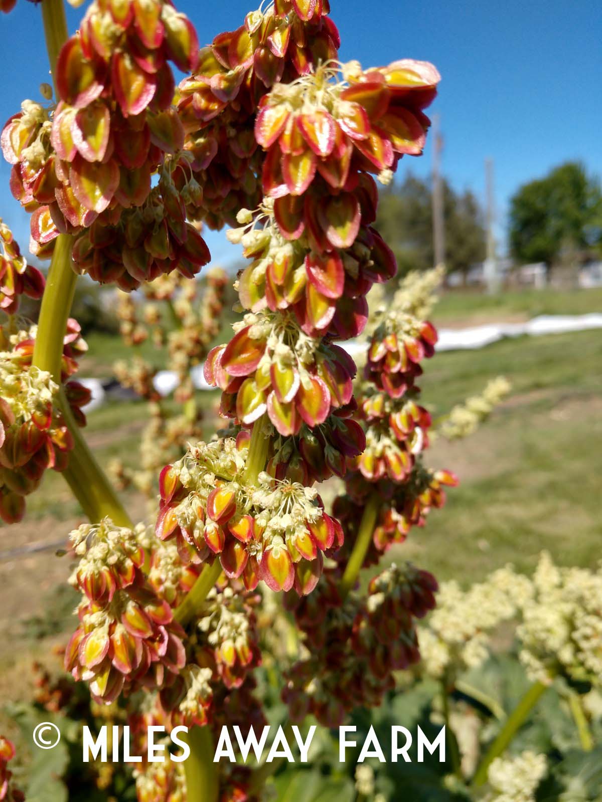 Be-Bop-a-Rebop Rhubarb Custard Pie | Miles Away Farm Blog