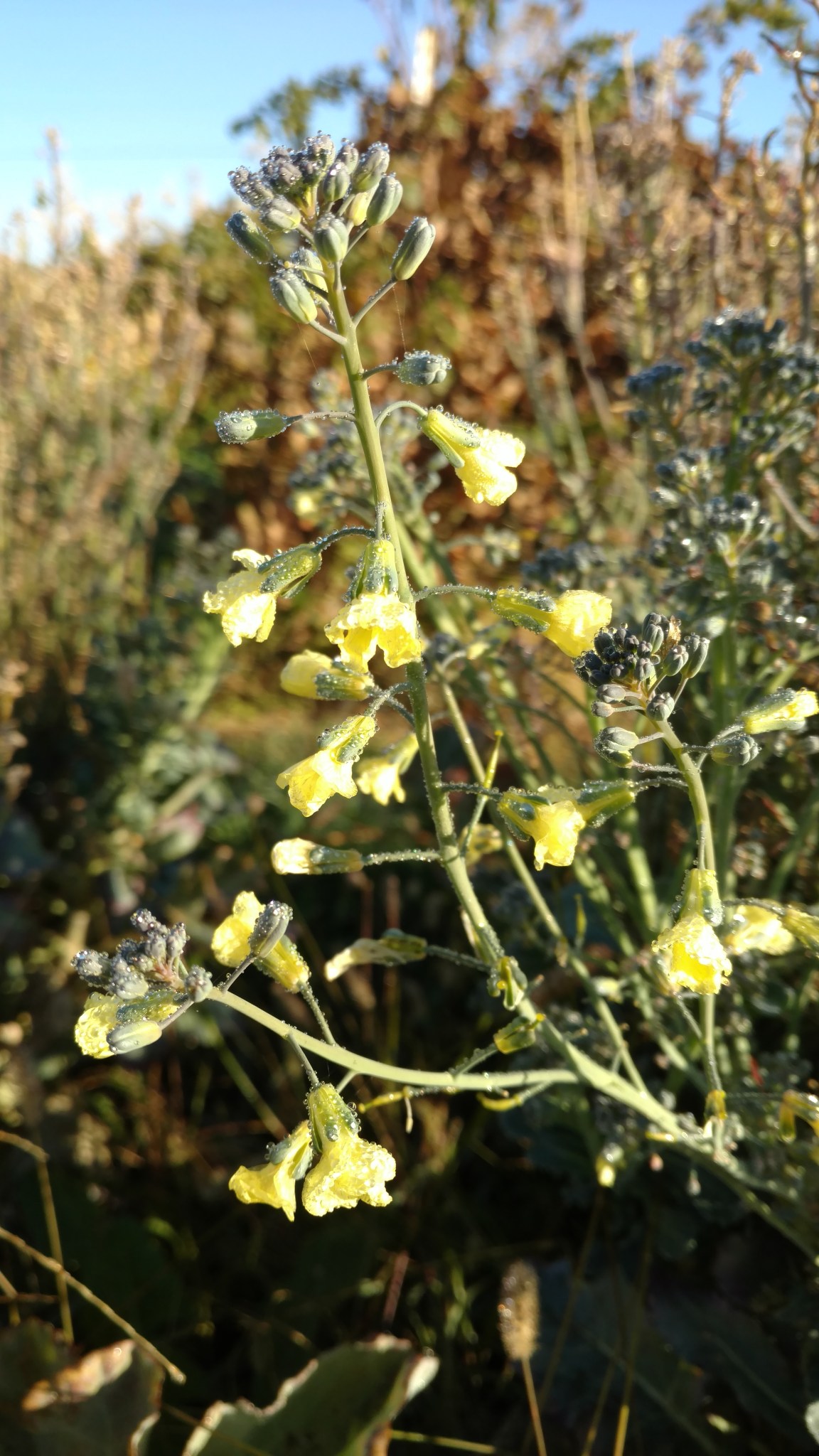 Tips on Growing Broccoli | Miles Away Farm Blog