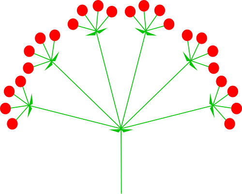 Garden Plant Families – Apiaceae – the Parsley Family | Miles Away Farm ...