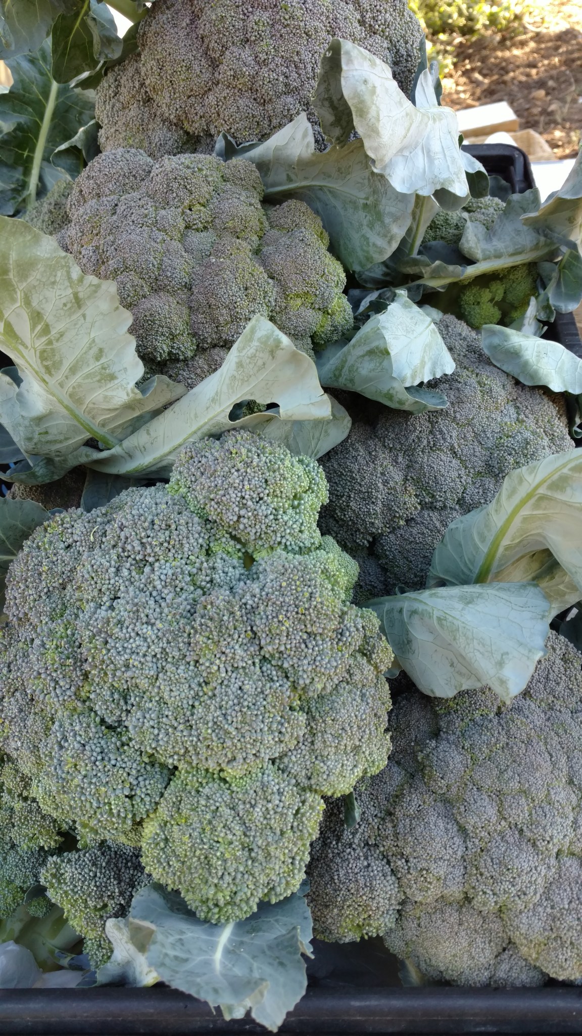Tips on Growing Broccoli | Miles Away Farm Blog