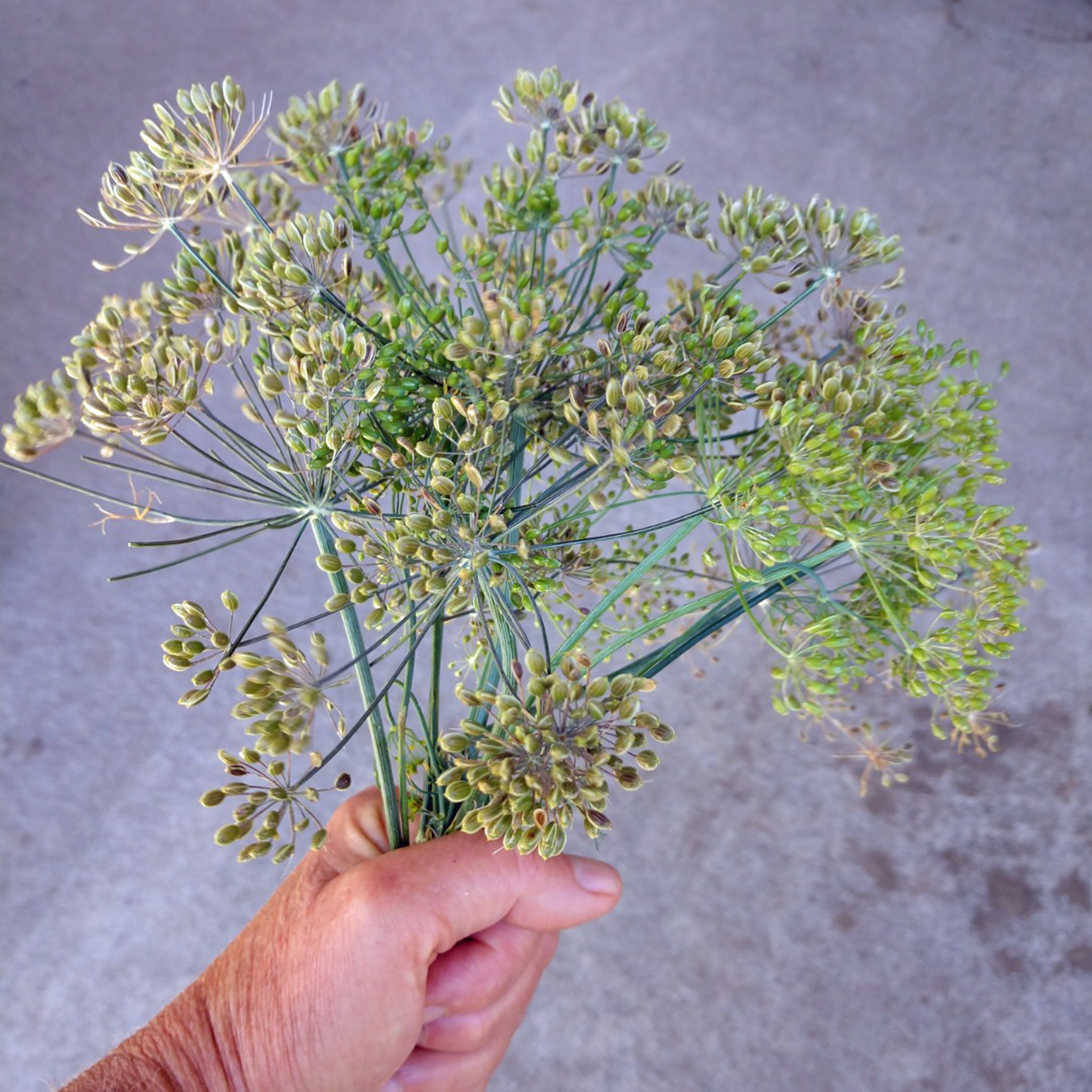 Pickle Math | Miles Away Farm Blog