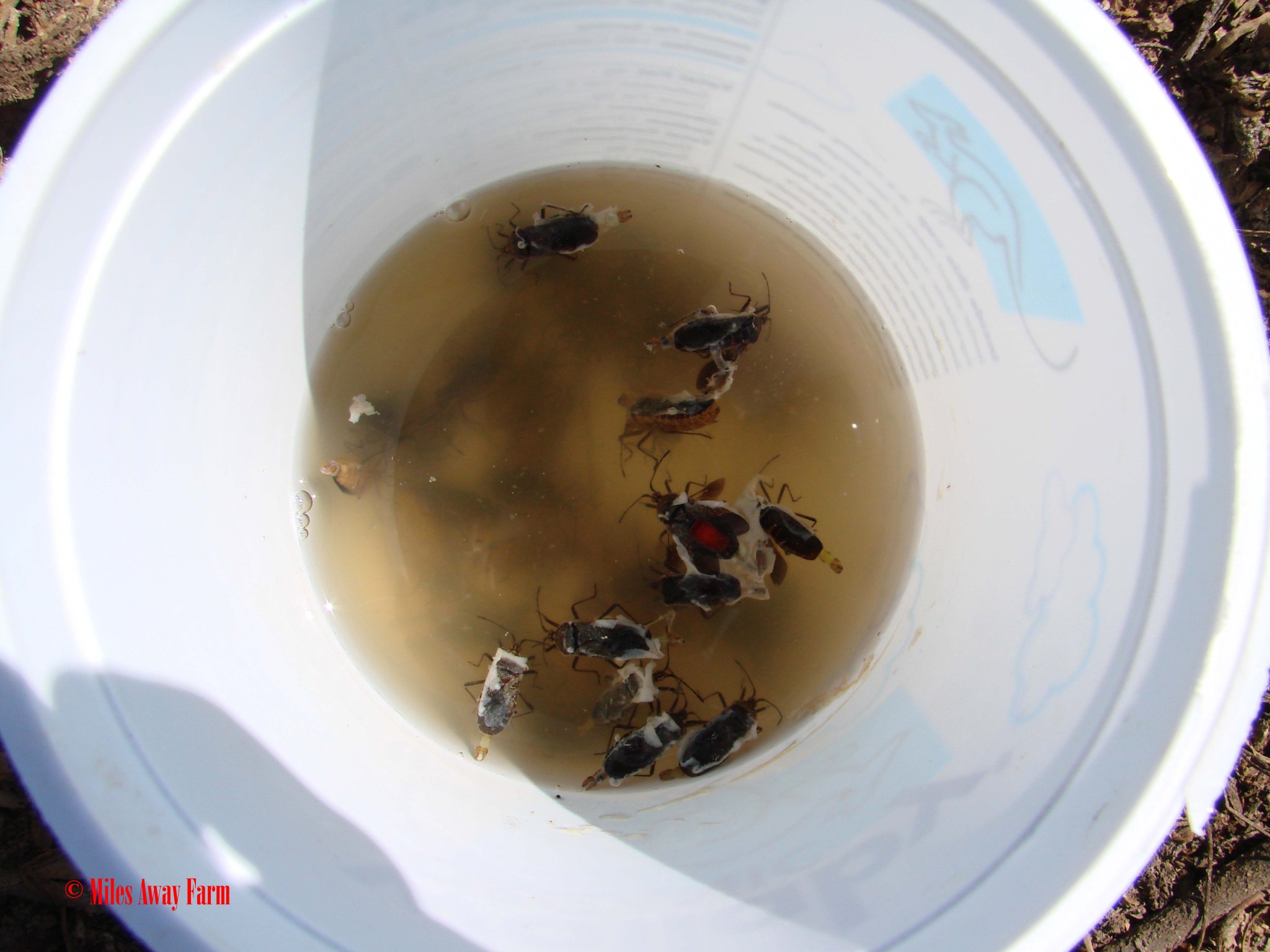 Combating Squash Bug – Strategies and Frustrations | Miles Away Farm Blog