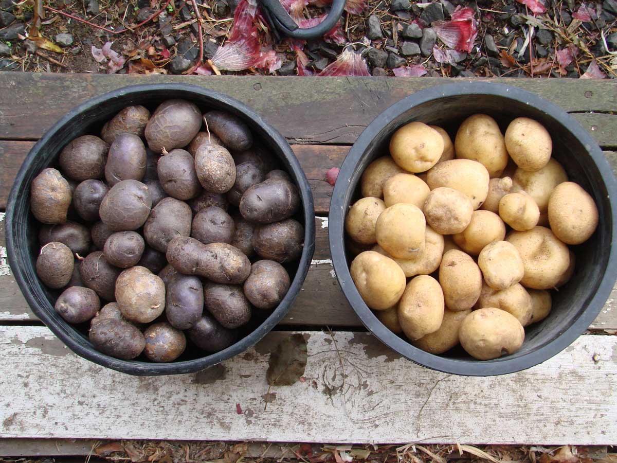 Growing Potatoes: A Deep Dive | Miles Away Farm Blog